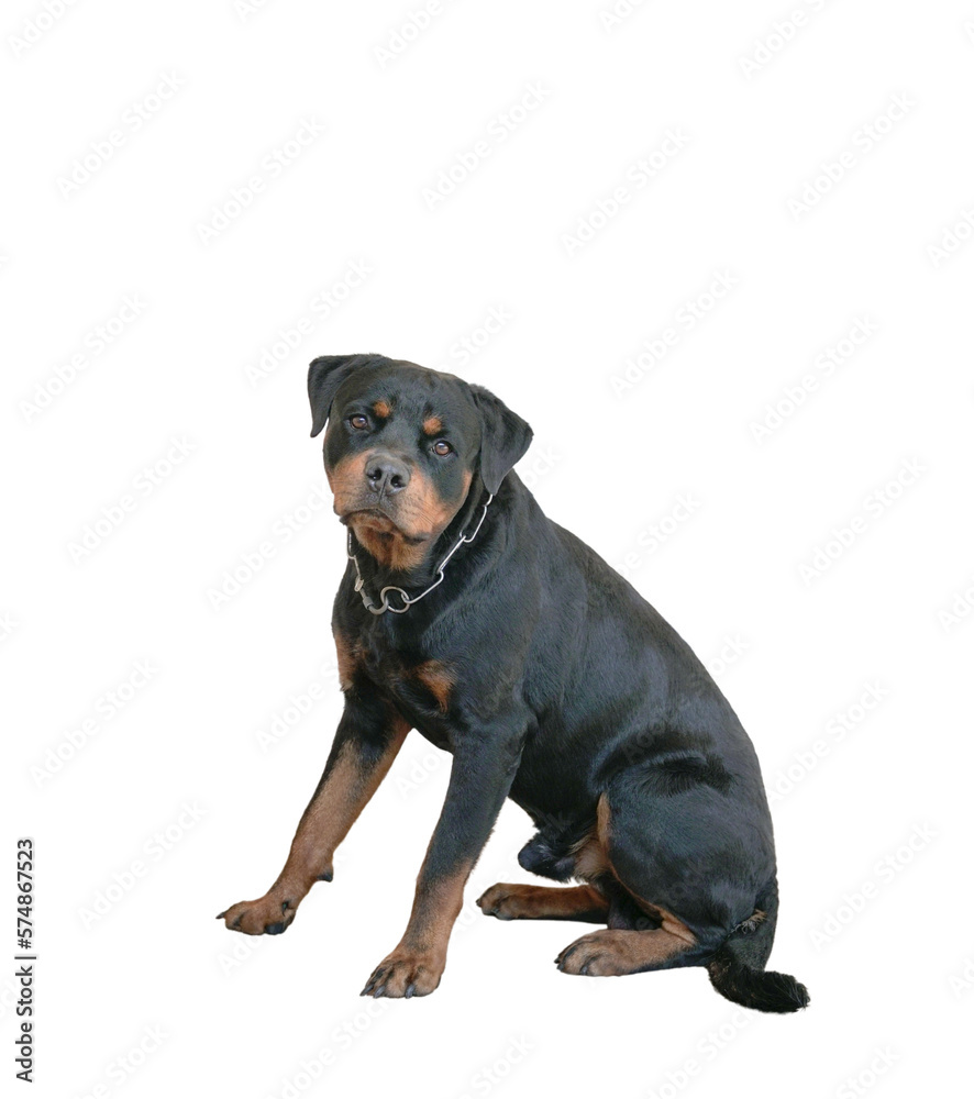 Portrait of dog rottweiler, sitting posture. Full body, fierce looking ...