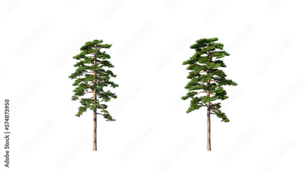 Growing trees isolated with alpha.3D animation growth grow from small ...