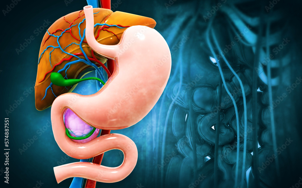 Anatomy of Liver stomach pancreas and gallbladder on medical background ...
