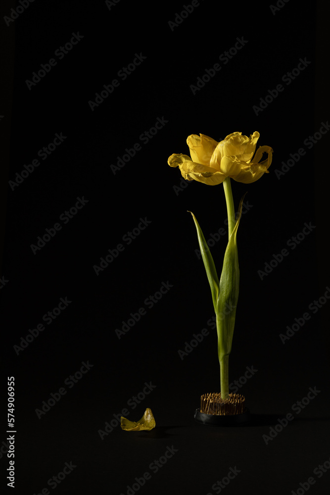 Dried yellow tulip flower over dark background, with copy space ...