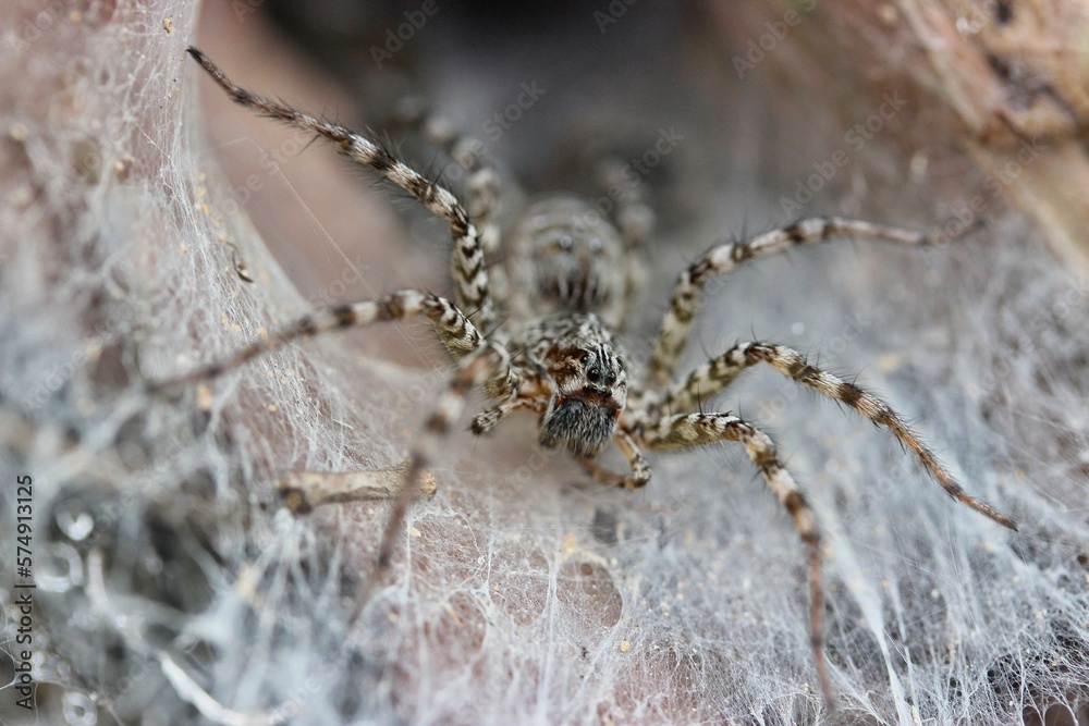 Full body macro image of a Vietnamese funnel web spider in its nest of ...