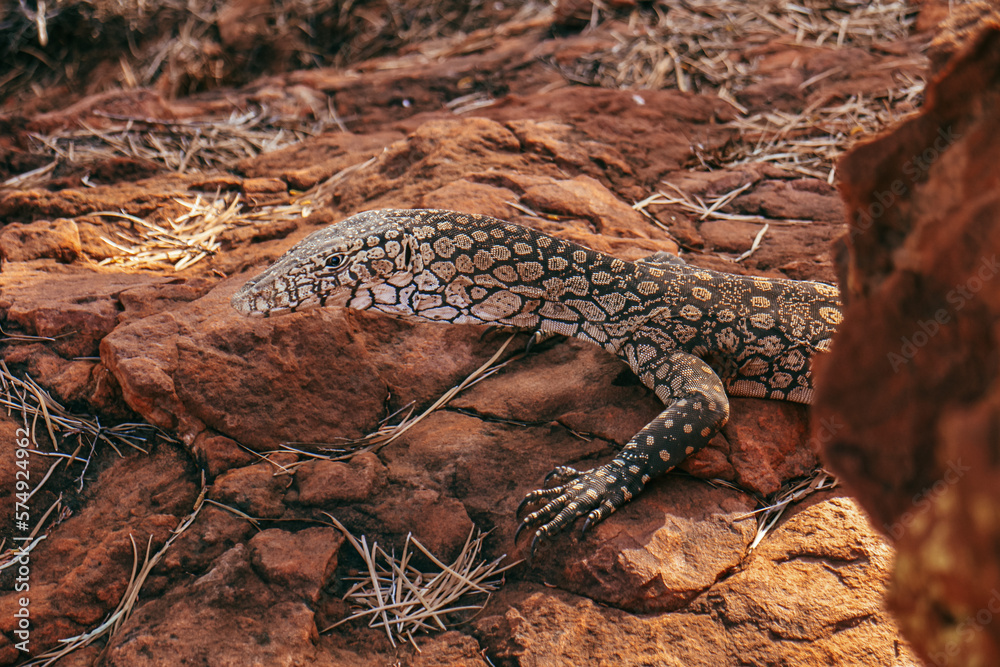 Foto de Big and beautiful sand monitor lizard. White, black and bown ...
