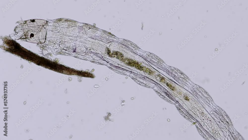 insect larva ( Orthocladiinae - diptera order) under the microscope ...