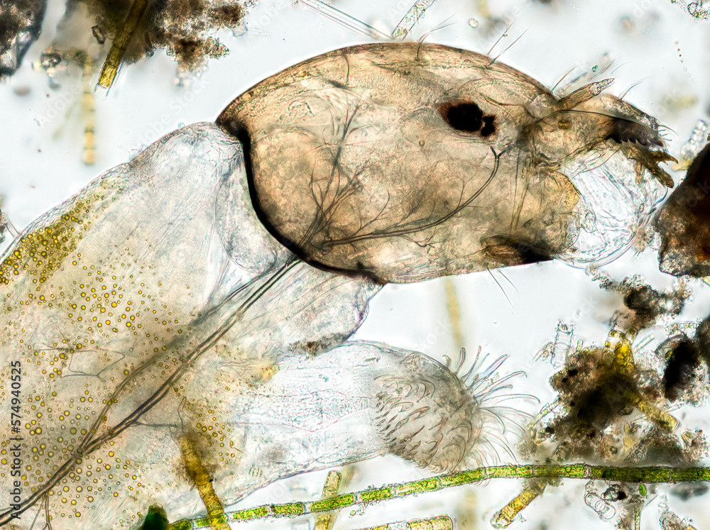 insect larva ( Orthocladiinae - order diptera ) under the microscope ...