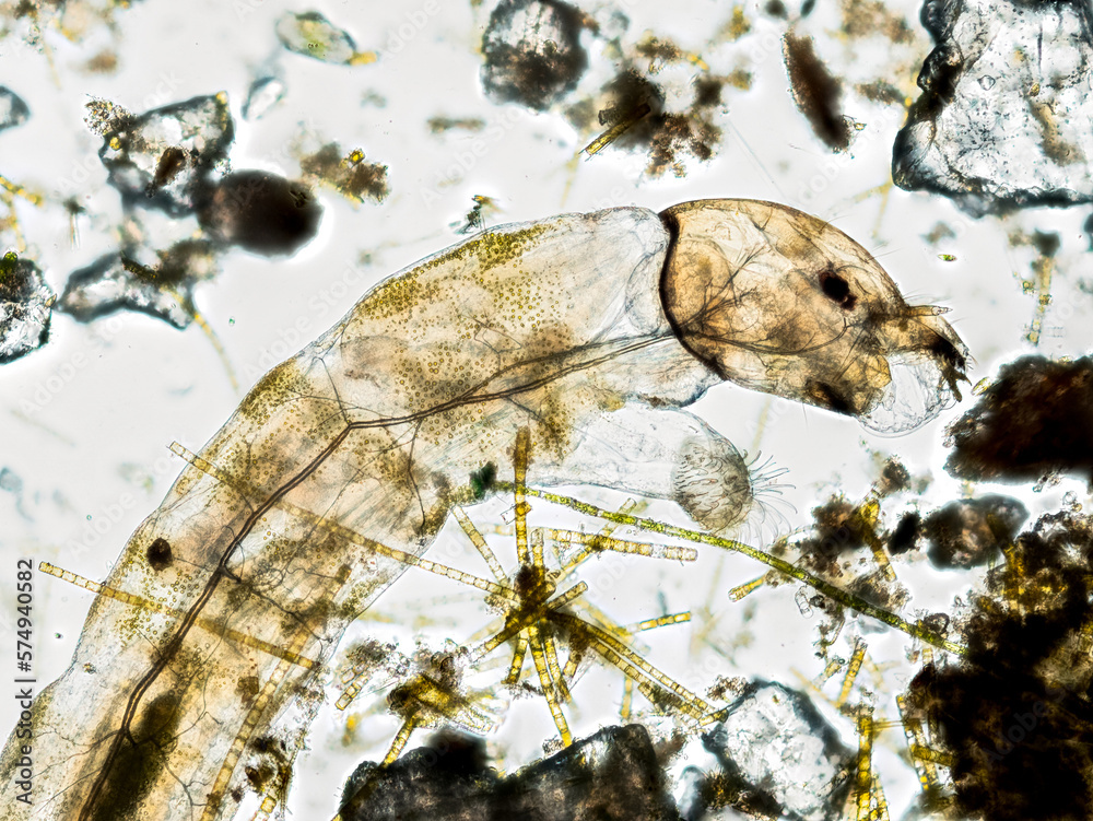 insect larva ( Orthocladiinae - order diptera ) under the microscope ...