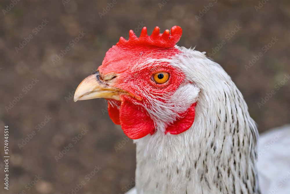 Hen at farm yard, Czech dominant breed. Poultry farming, chicken head ...