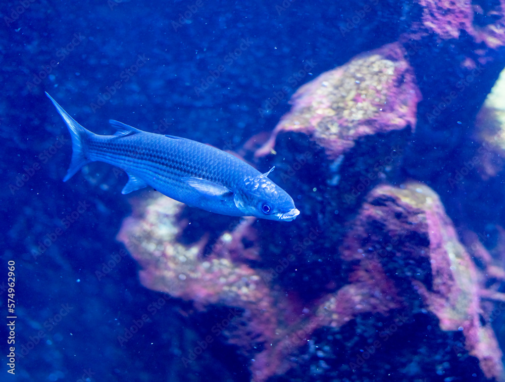 The thicklip grey mullet, Chelon labrosus, is a coastal fish of the ...