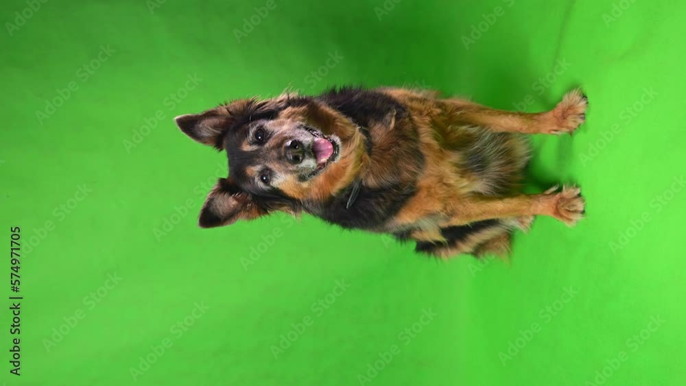 German shepherd dog close up with green screen background. Dog looking ...