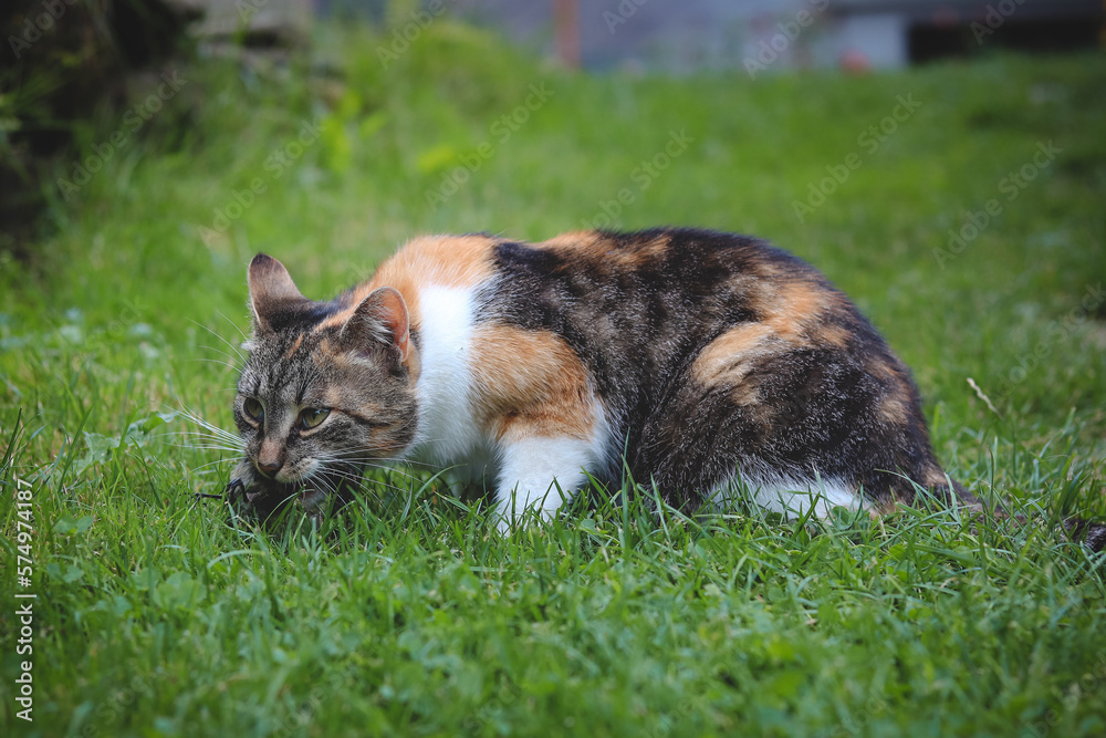 Domestic color cat turned into a hunter, hunting a mouse and having it ...