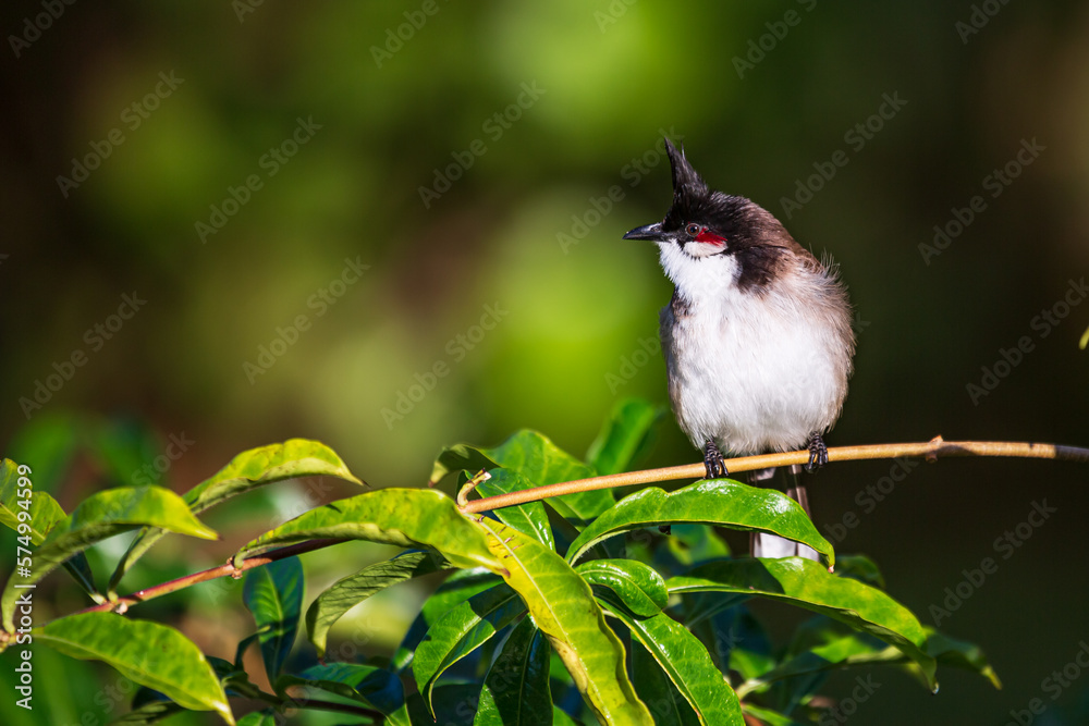 Red-whiskered or crested bulbul Pycnonotus jocosus, a passerine bird ...
