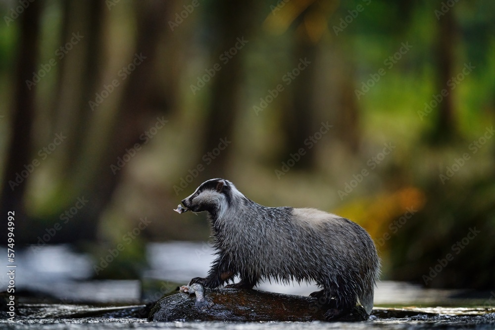 Wildlife in Europe forest. Badger catch fish in wood, animal in nature ...