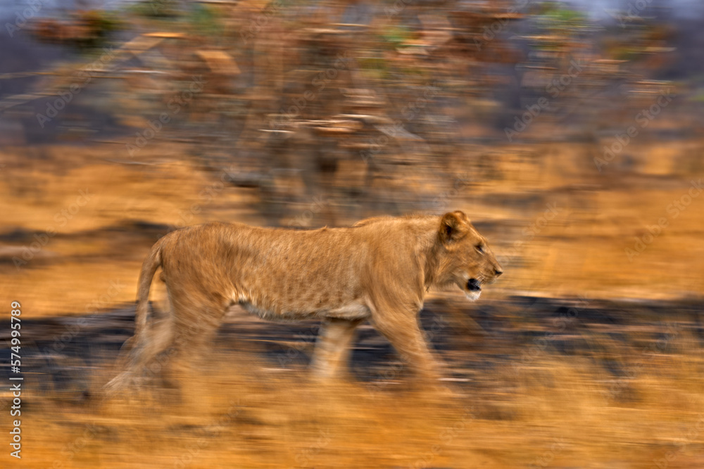 Artistic photo, blur motion art - lion. Botswana wildlife. Lion, fire ...