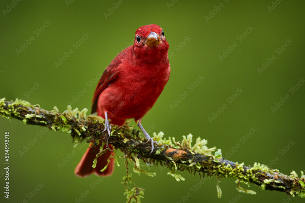 Red tanager in green vegetation. Red tanager on the big palm leave ...