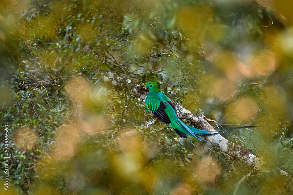 Resplendent Quetzal, Pharomachrus mocinno, from Chiapas, Mexico with ...