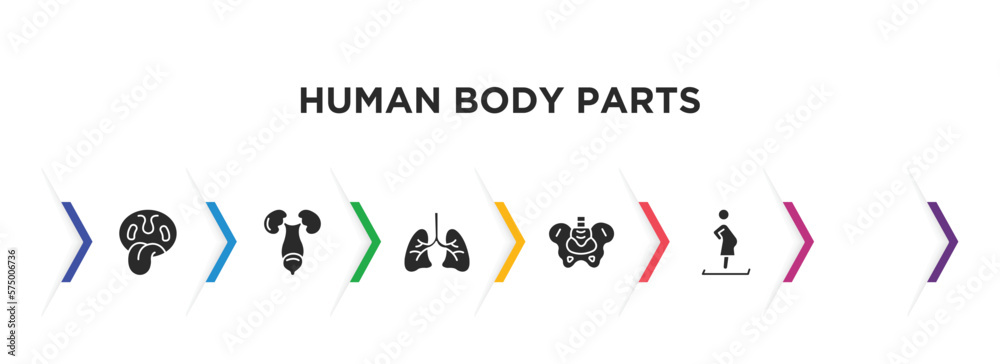human body parts filled icons with infographic template. glyph icons ...