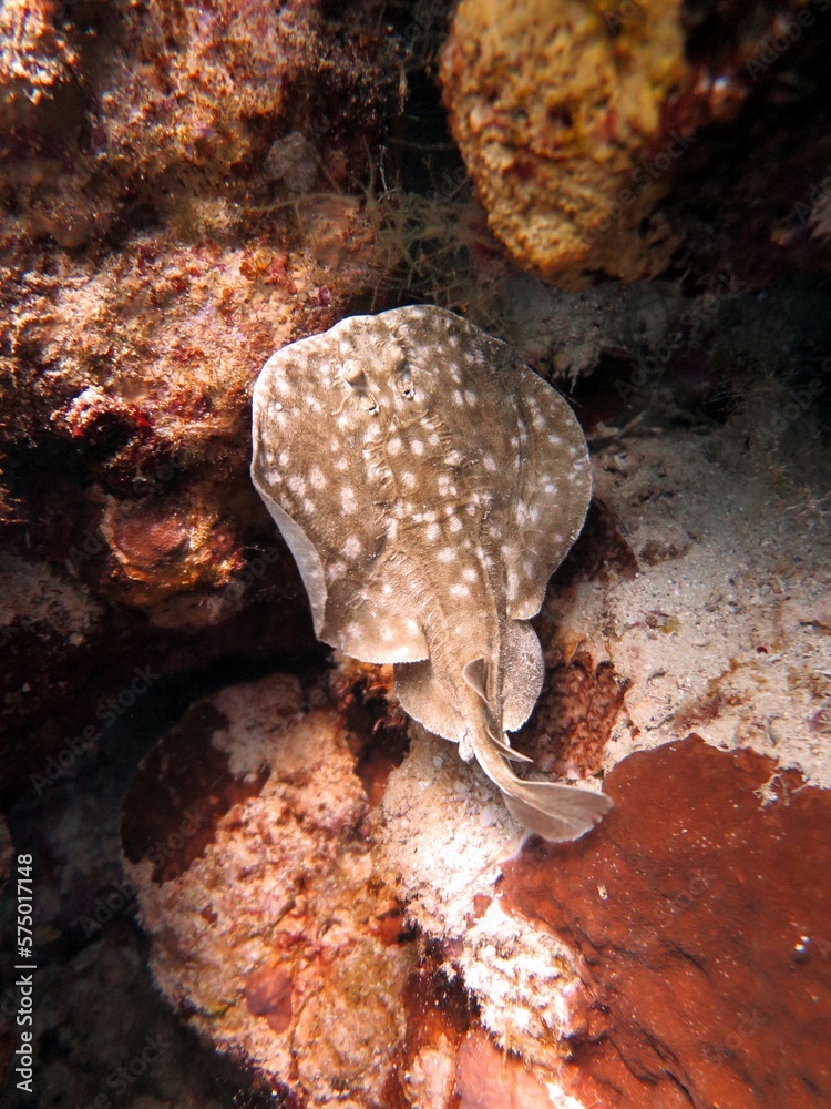 Poster torpedo ray of red sea – Wall Art | UkPosters