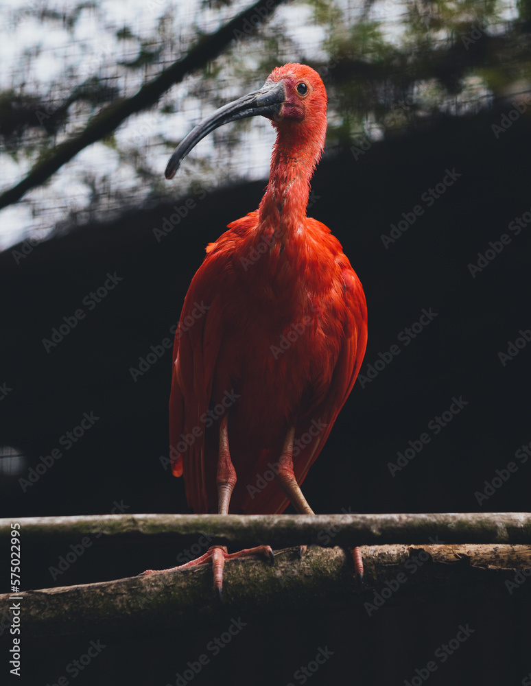 Bright red Scarlet Ibis bird sitting on a tree branch, large bird ...