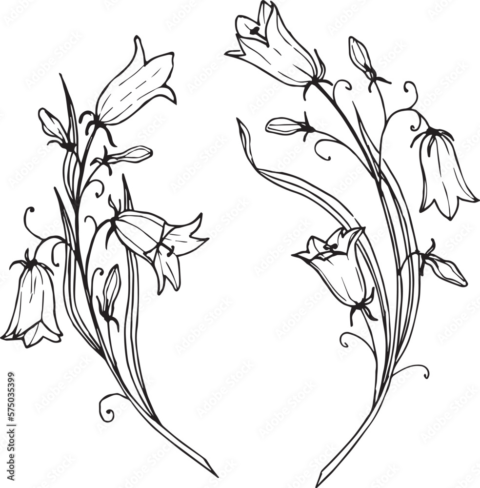 Bellflower vector drawing. Hand drawn illustration of bluebell Flower ...