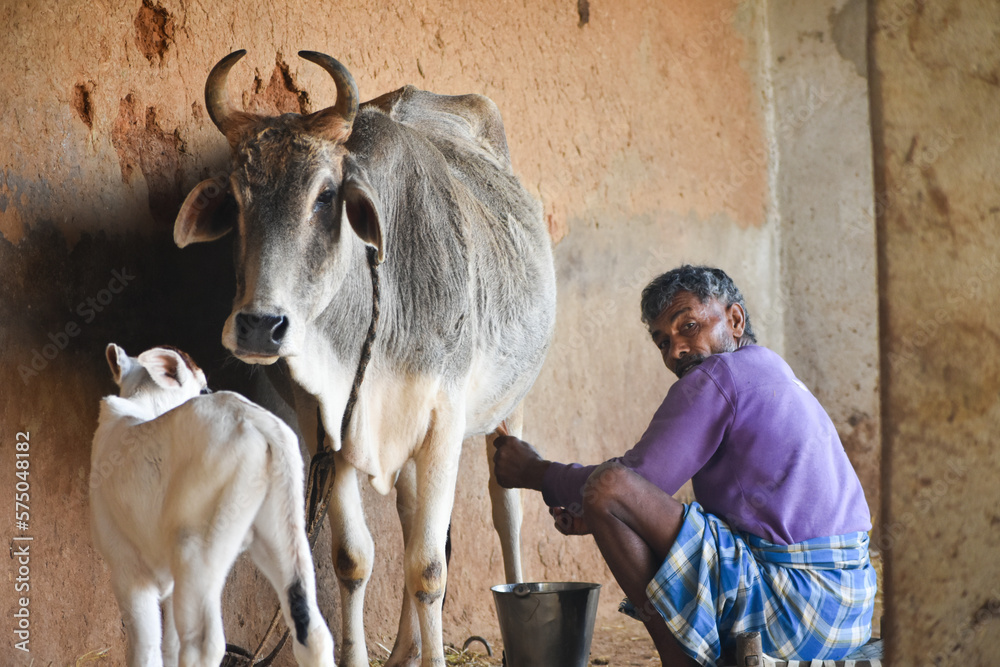 Koriya, Chhattisgarh / India - 3 13 2022: Farmer taking out milk from ...