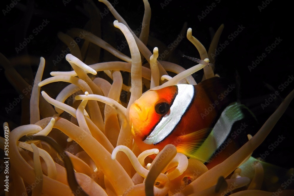 Clownfish hiding in the anemone with the shrimp. Fish and tentacles ...