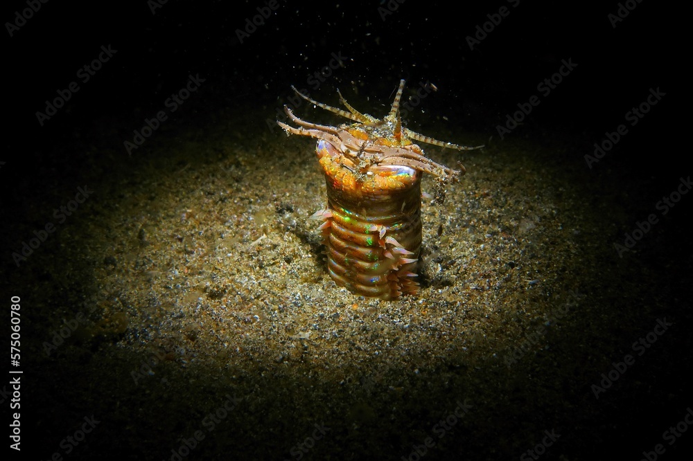 Bobbit worm (tropical predator sea worm, Eunice aphroditois) in the ...