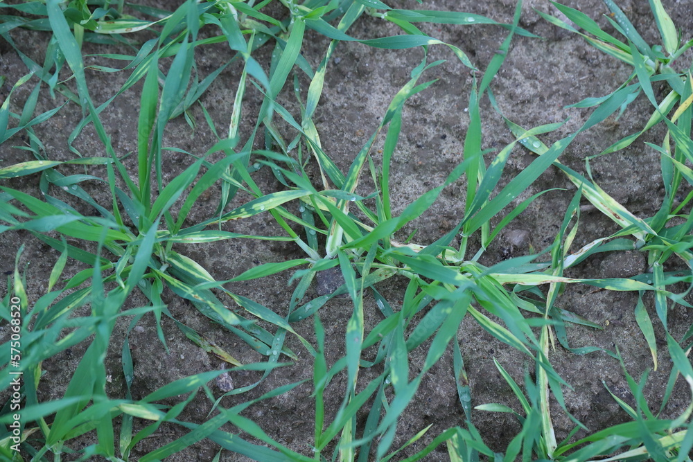 Young barley plants with symptoms of fungal disease, infection on ...