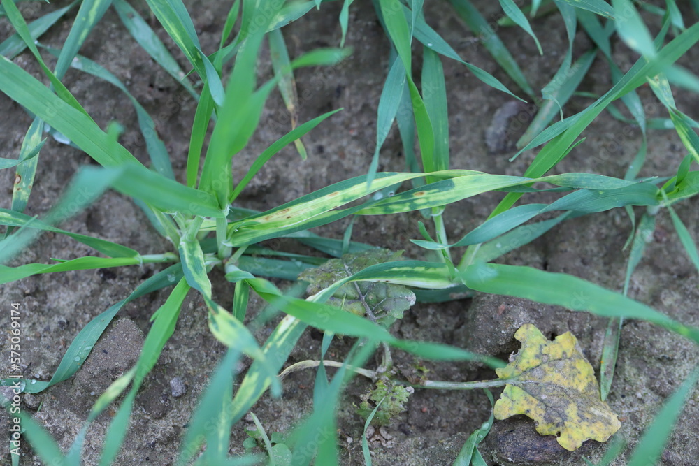 Young barley plants with symptoms of fungal disease, infection on ...