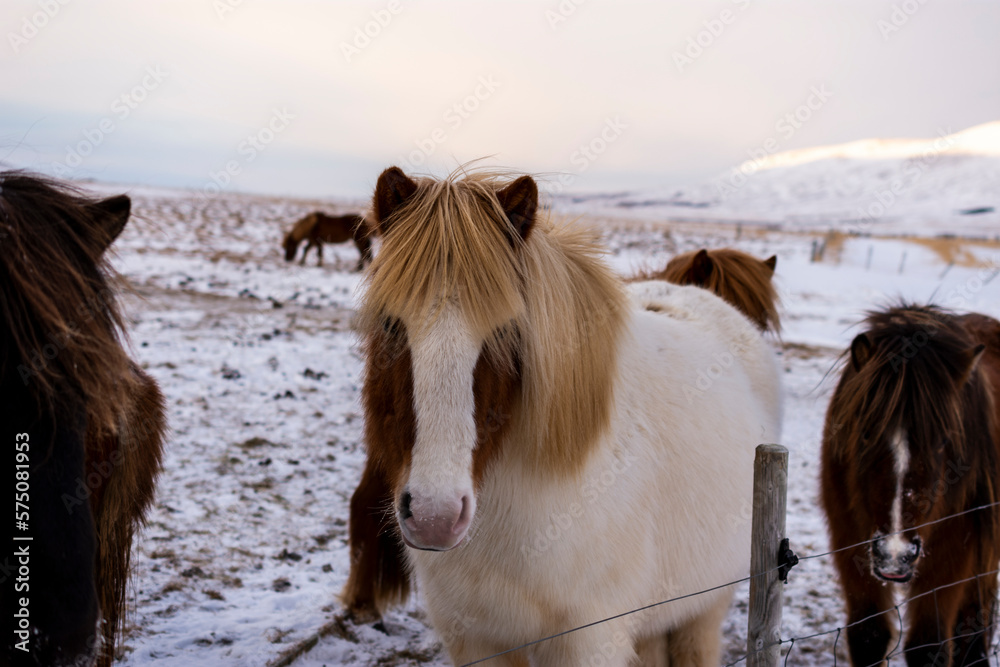 Foto de imagen de un caballo blanco con manchas marrones y el flequillo ...