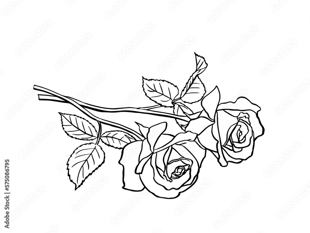 Two Roses sketch. Black outline on white background. Drawing vector ...