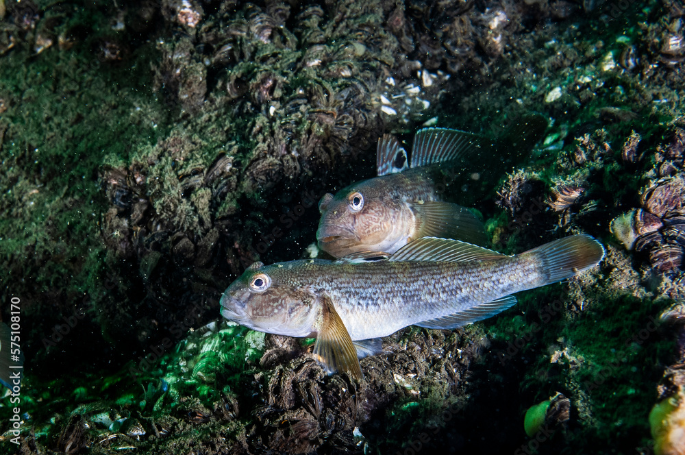 Poster The Round Goby is an invasive species that has been accidentally ...
