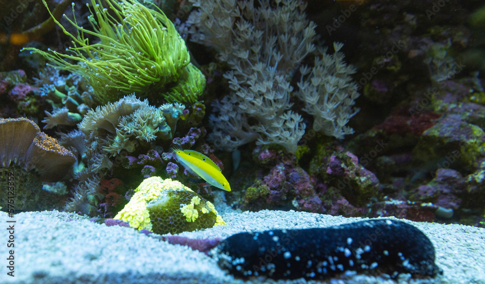 Coral Reef, Golden Wrasse fish, soft and hard corals in aquarium Stock ...