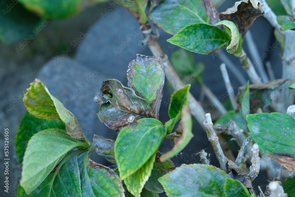 Hydrangea, Flower rotten on the tree. Flower rotten on the tree ...