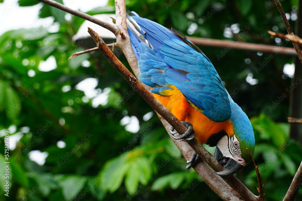 Blue and Yellow Macaw (Ara ararauna) on a tree in Amazon rainforest ...