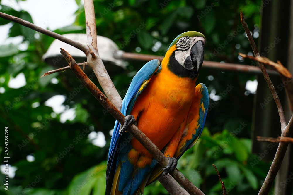 Blue and Yellow Macaw (Ara ararauna) on a tree in Amazon rainforest ...