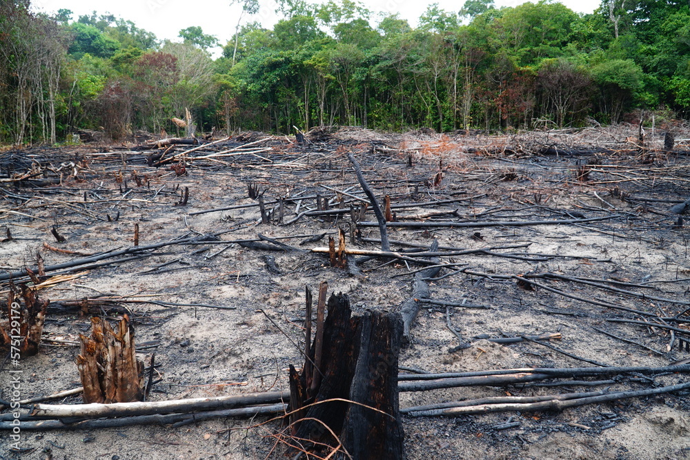 Panoramic view of an area of rainforest recently destroyed by slash and ...