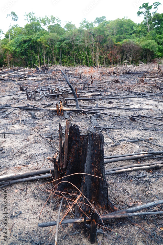 Panoramic view of an area of rainforest recently destroyed by slash and ...