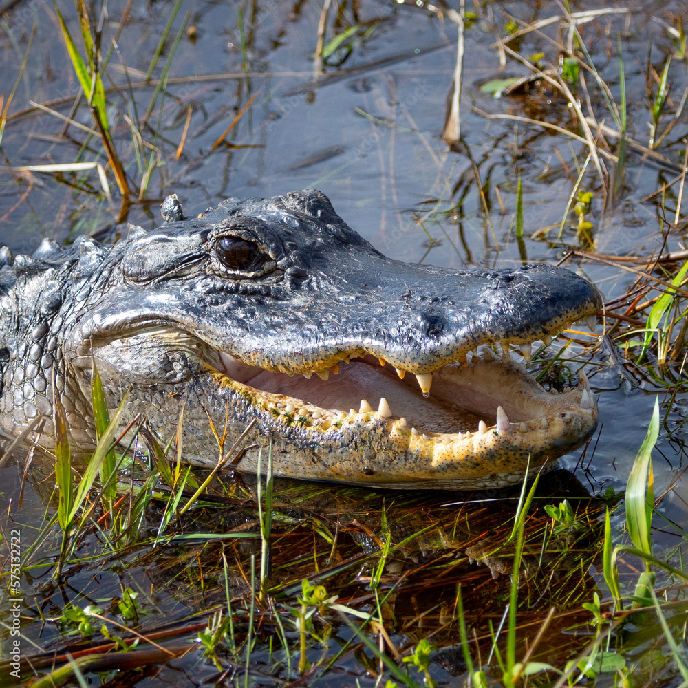 Extremely close view of an American alligator opening his mouth, seen ...