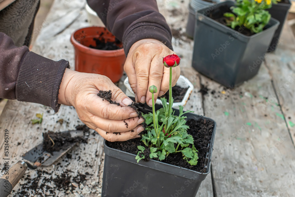 farmer's hands pruning with garden scissors a wilted ugly flower ...