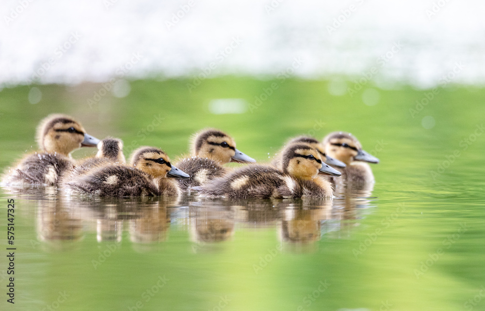 Cute ducklings Stock Photo | Adobe Stock