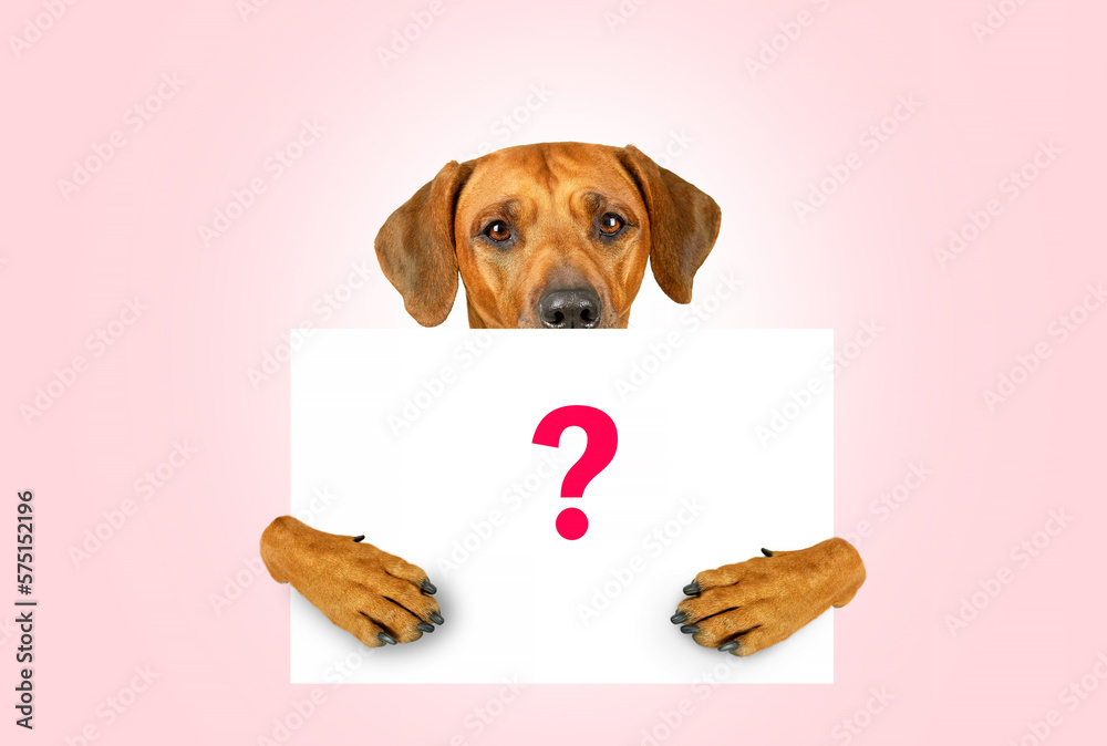 Rhodesian ridgeback dog holding in paws white sign with question mark ...