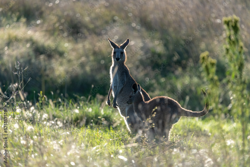 Wild Australian kangaroos seen in Queensland, Australia during autumn ...