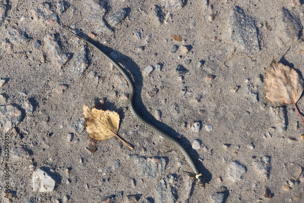 The common grass-snake (lat. Natrix natrix) crawls around the garden in ...