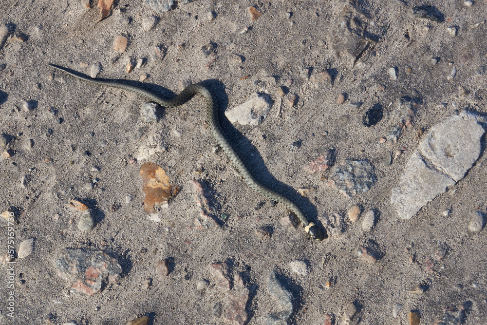 The common grass-snake (lat. Natrix natrix) crawls around the garden in ...