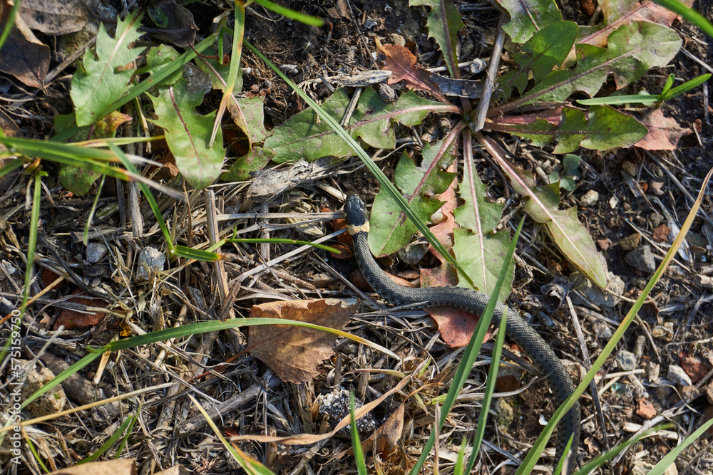 The common grass-snake (lat. Natrix natrix) crawls around the garden in ...