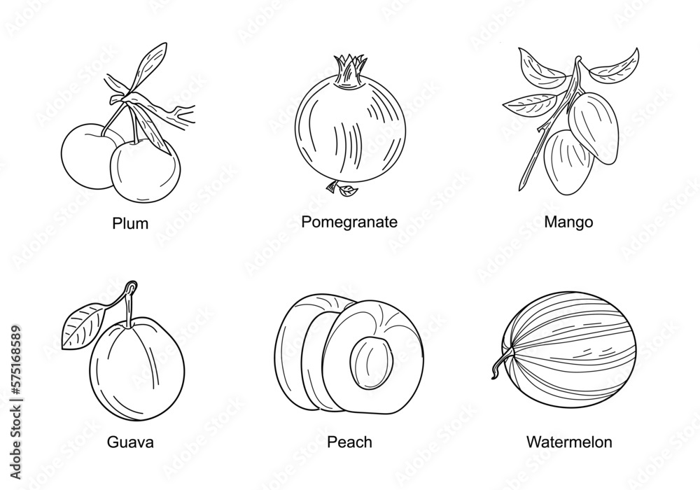 Hand drawing fruits collection. Line art fruits icon. Plum, Pomegranate ...