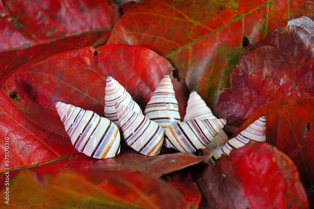 Candy cane snail (Liguus virgineus) is a species of tree-living snail ...