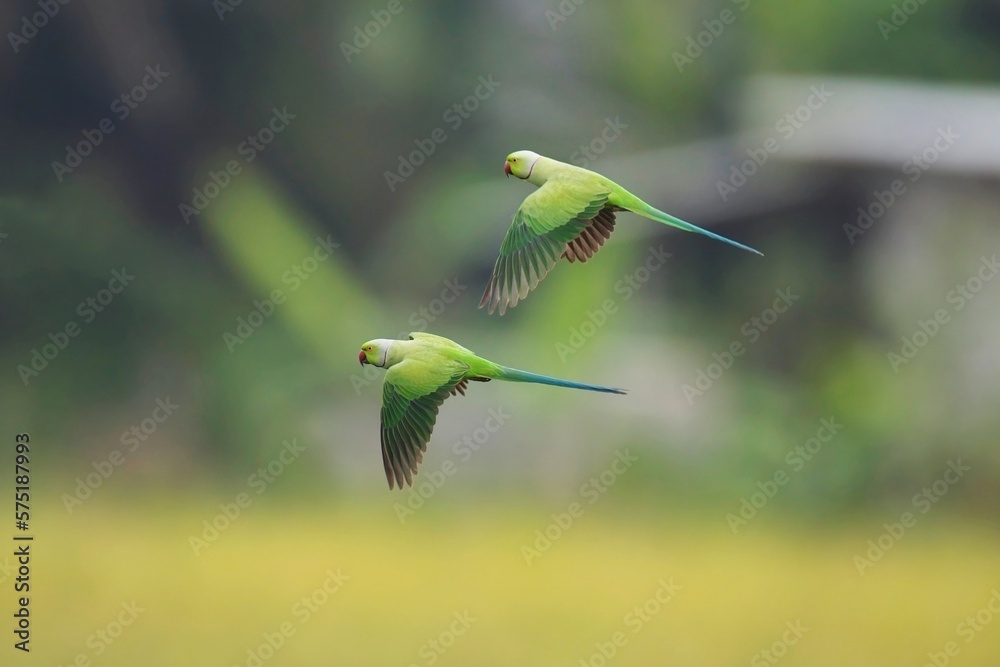 Flying the rose-ringed parakeet (Psittacula krameri), also known as the ...