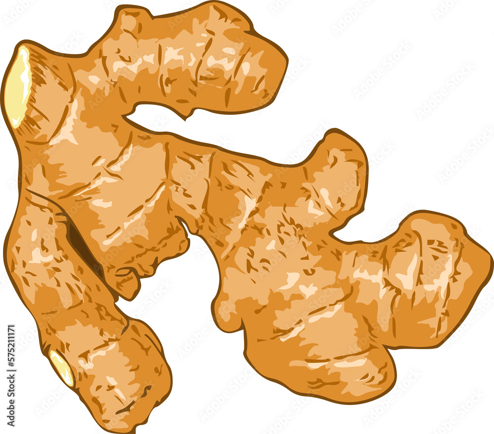 Ginger png graphic clipart design ilustração do Stock | Adobe Stock