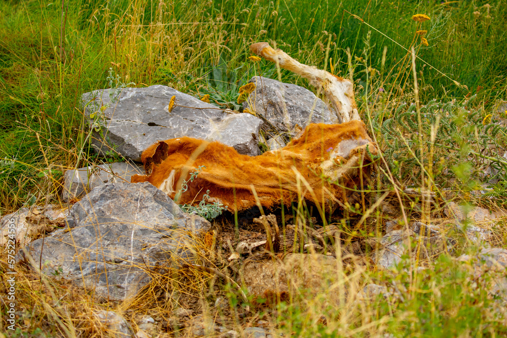 Loss of cattle. A dead rotting cow lies in the meadow. Pestilence in ...
