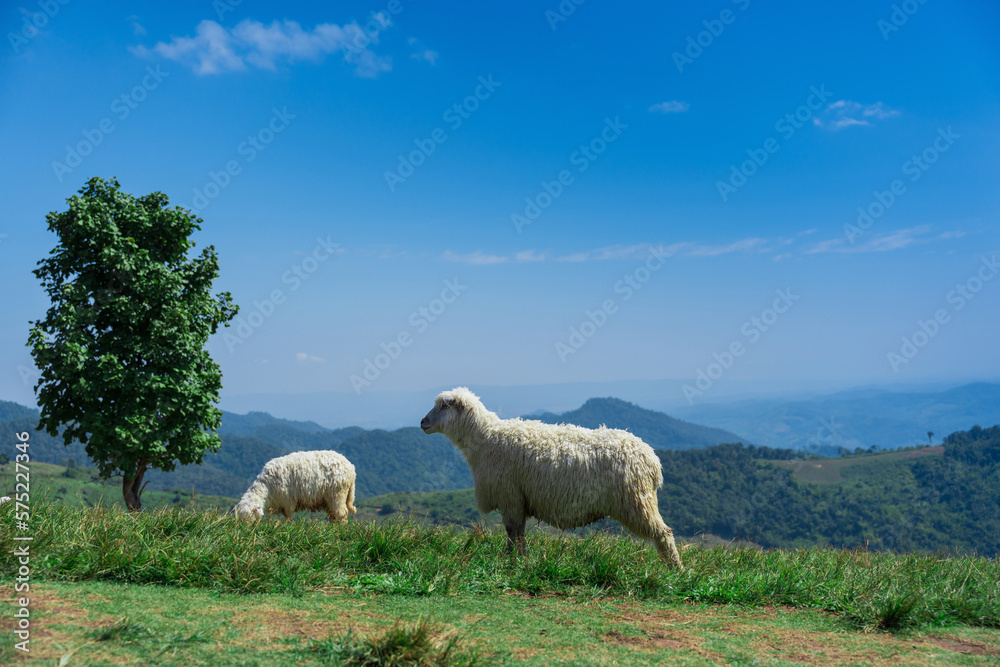 Sheep And The Sky